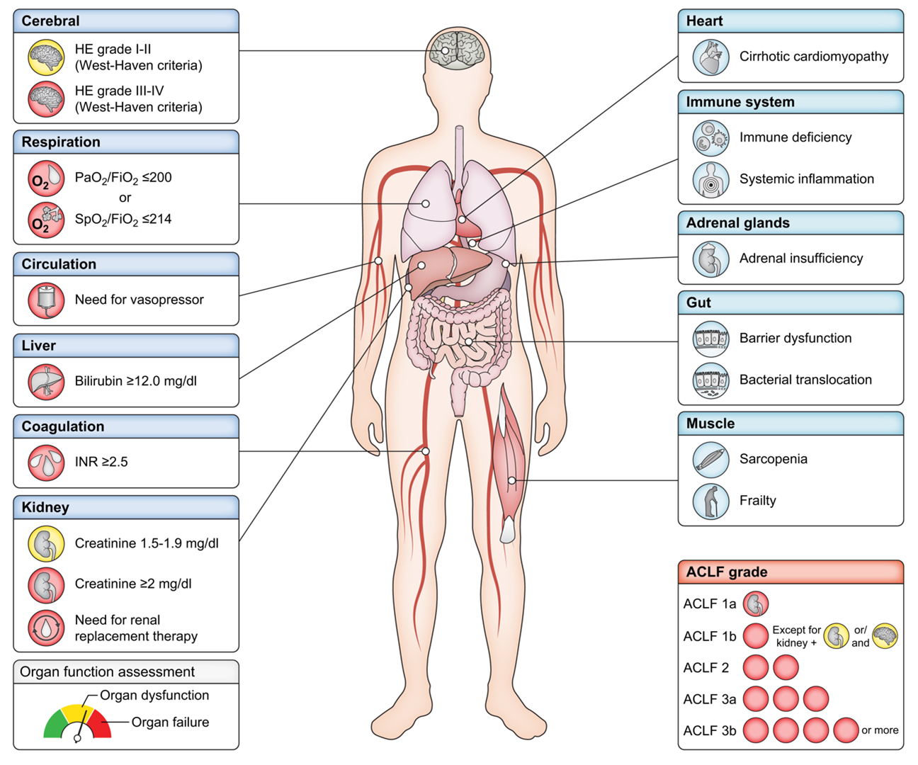 ACLF: A Tipping Point in Chronic Liver Disease | AASLD